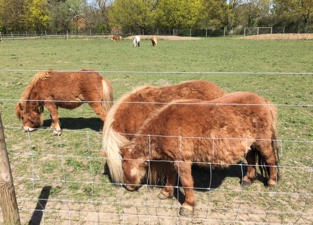 A family day out at Hobbledown Farm and Adventure Park - Mummy in the City